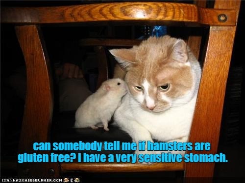 Sensitive cat - Lolcats - lol | cat memes | funny cats | funny cat ...