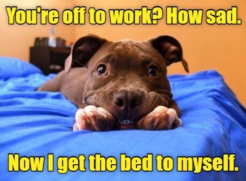 I'm sure I'll get over it. - I Has A Hotdog - Dog Pictures - Funny ...