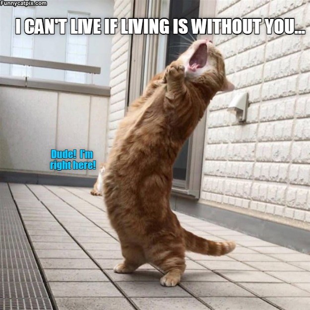 Dude! - Lolcats - lol | cat memes | funny cats | funny cat pictures ...