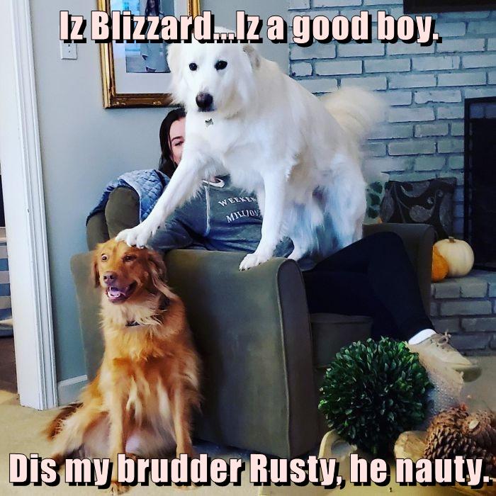 My brudder Rusty - Lolcats - lol | cat memes | funny cats | funny cat ...