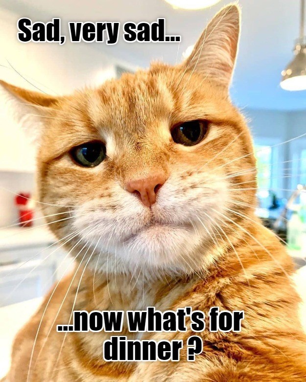 And you were expecting ? - Lolcats - lol | cat memes | funny cats ...