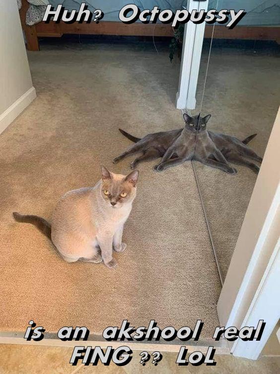 Real FING ?? - Lolcats - lol | cat memes | funny cats | funny cat ...