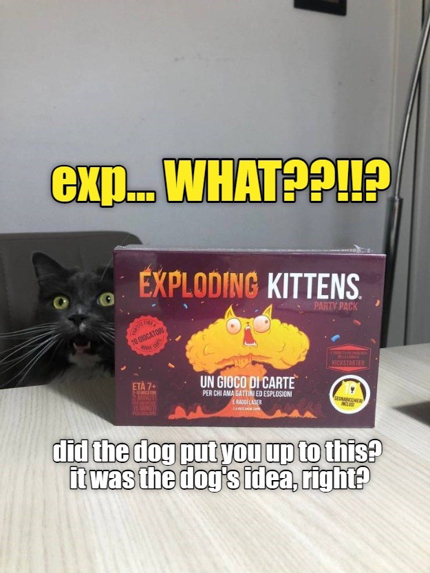 You can't trust that animal - Lolcats - lol | cat memes | funny cats ...