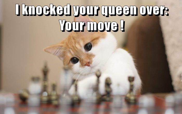 Your move! - Lolcats - lol | cat memes | funny cats | funny cat ...