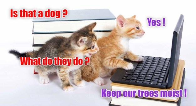 Home schooling - Lolcats - lol | cat memes | funny cats | funny cat ...