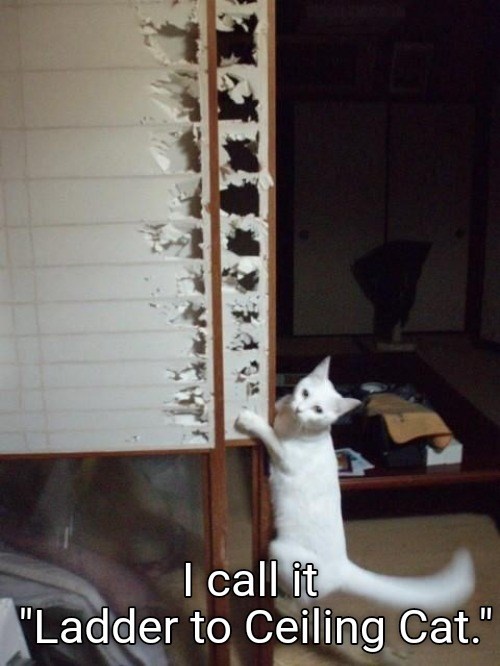 The Artist at Work - Lolcats - lol | cat memes | funny cats | funny cat ...