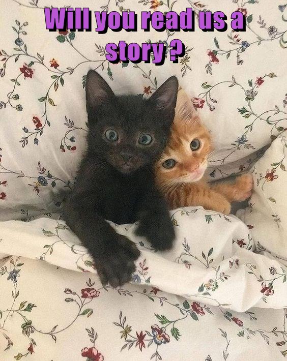 Will you read us a story ? - Lolcats - lol | cat memes | funny cats ...