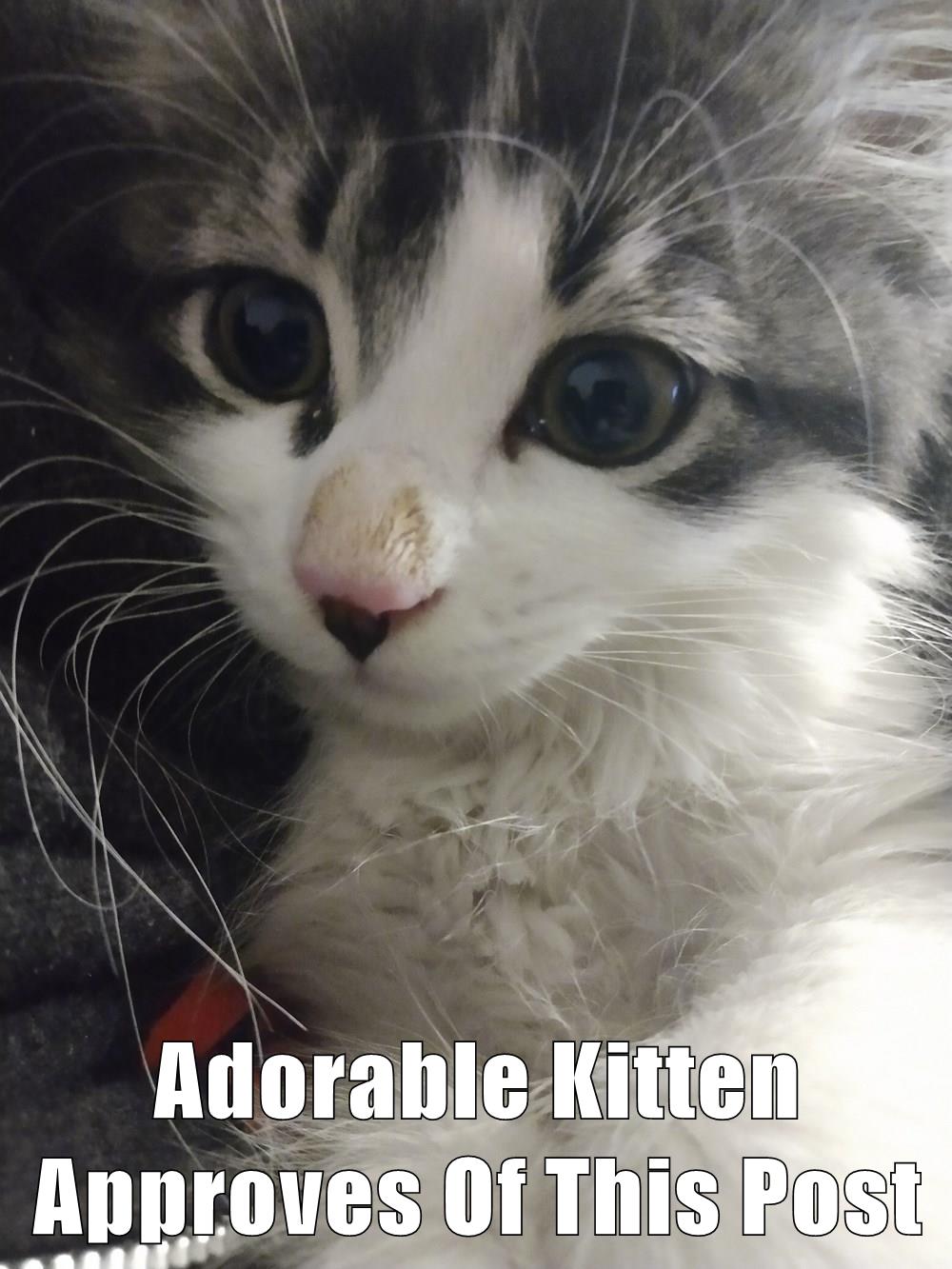 Adorable Kitten Approves Of This Post - Lolcats - lol | cat memes ...