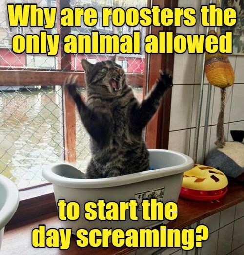 Please explain. - Lolcats - lol | cat memes | funny cats | funny cat ...