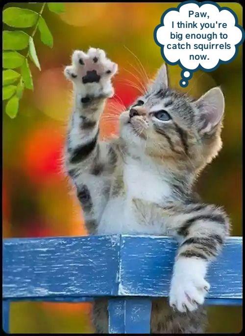 Measuring up - Lolcats - lol | cat memes | funny cats | funny cat ...