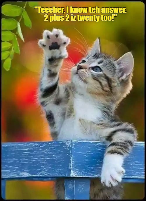 A very smart kittie Skolar. aifinkso - Lolcats - lol | cat memes ...