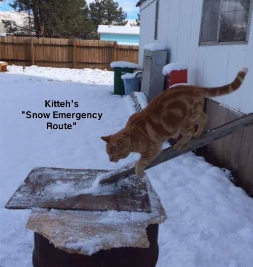 When the cat door's frozen shut - Lolcats - lol | cat memes | funny ...
