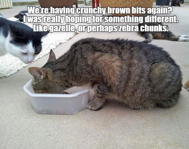 Same boring food every day - Lolcats - lol | cat memes | funny cats ...