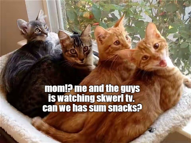 Skwerl tv. - Lolcats - lol | cat memes | funny cats | funny cat ...