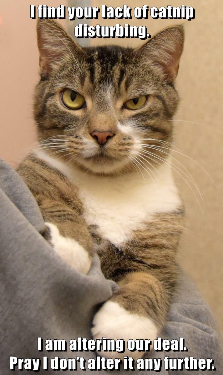 Pray - Lolcats - lol | cat memes | funny cats | funny cat pictures with ...