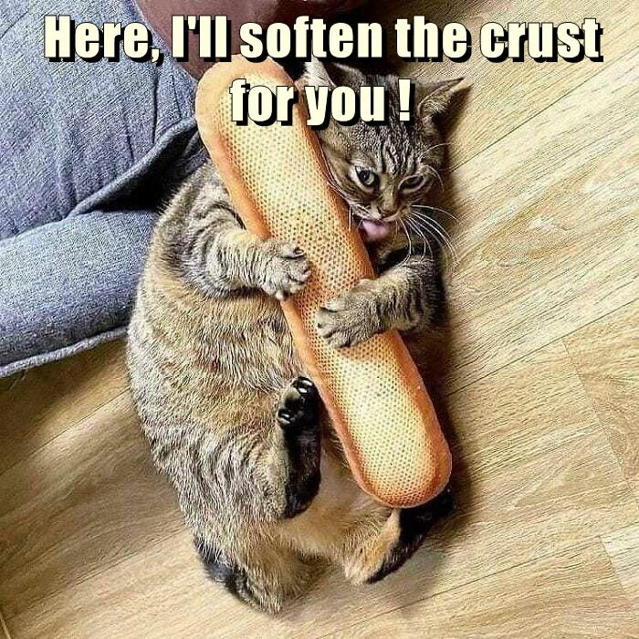 Here, I'll soften the crust for you ! - Lolcats - lol | cat memes ...