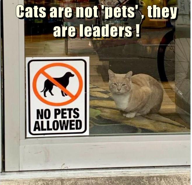 Allow me - Lolcats - lol | cat memes | funny cats | funny cat pictures ...