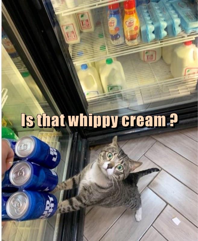 Is that whippy cream ? - Lolcats - lol | cat memes | funny cats | funny ...