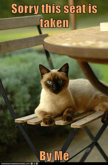 Sorry this seat is taken - Lolcats - lol | cat memes | funny cats ...