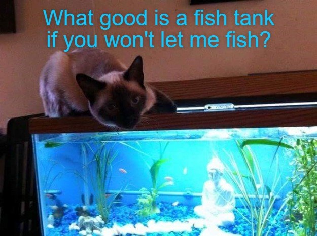 What good is a fish tank if you won't let me fish? - Lolcats - lol ...