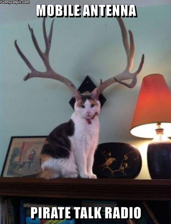 PIRATE TALK RADIO - Lolcats - lol | cat memes | funny cats | funny cat ...