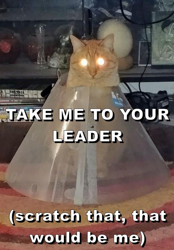 TAKE ME TO YOUR LEADER - Lolcats - lol | cat memes | funny cats | funny ...