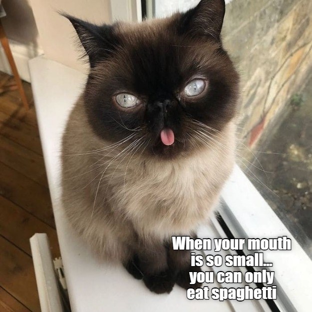 I Can Eat Anchovies Too - Lolcats - lol | cat memes | funny cats ...