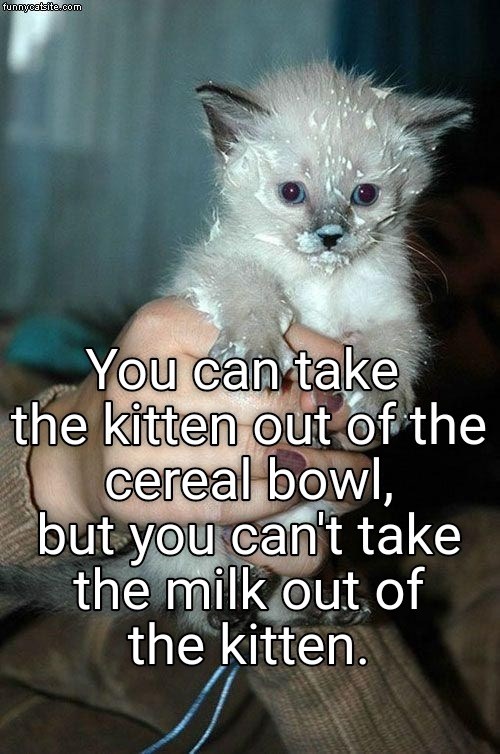 Operation Dawn Raid - Lolcats - lol | cat memes | funny cats | funny ...