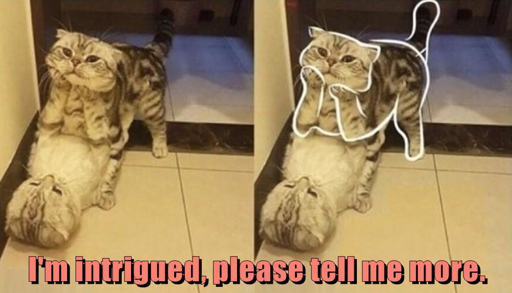 I'm intrigued - Lolcats - lol | cat memes | funny cats | funny cat ...