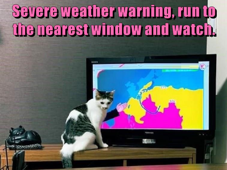 Run to the nearest window - Lolcats - lol | cat memes | funny cats ...