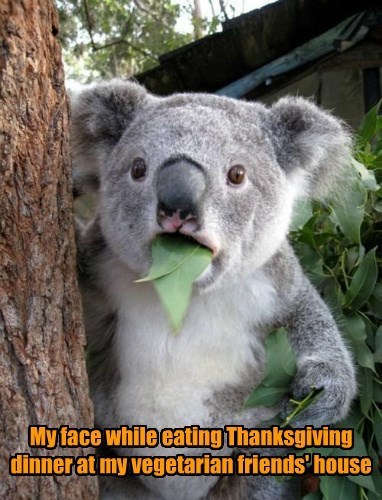 mmm delicious tofurkey... blech - I Can Has Cheezburger?