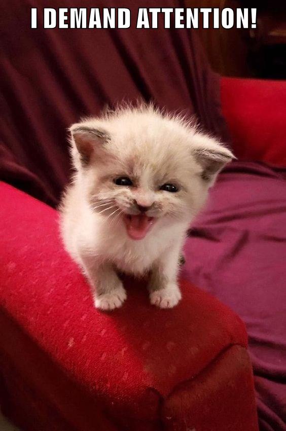 I DEMAND ATTENTION! - Lolcats - lol | cat memes | funny cats | funny ...