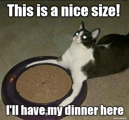 Size Matters - Lolcats - lol | cat memes | funny cats | funny cat ...
