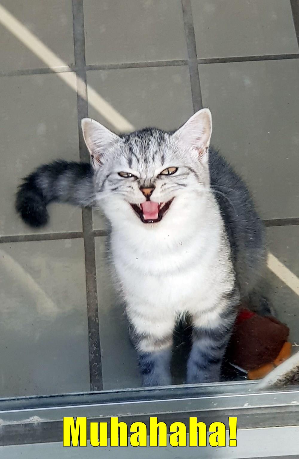 Muhahaha! - Lolcats - lol | cat memes | funny cats | funny cat pictures ...