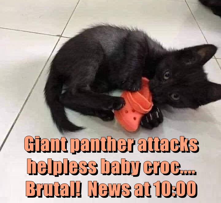 Join us for the fool story - Lolcats - lol | cat memes | funny cats ...