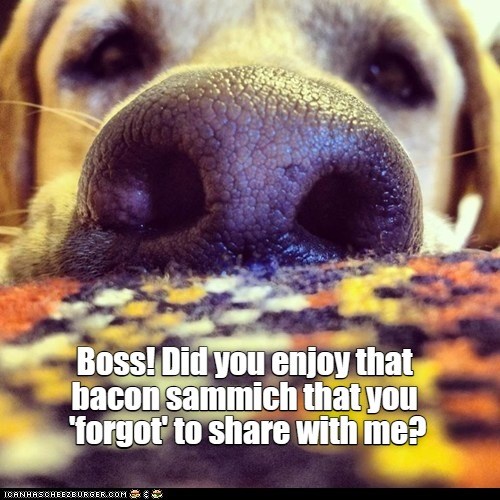 Boss! - I Has A Hotdog - Dog Pictures - Funny pictures of dogs - Dog ...