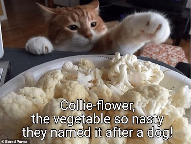 Nescafe Clasico - Lolcats - lol | cat memes | funny cats | funny cat ...