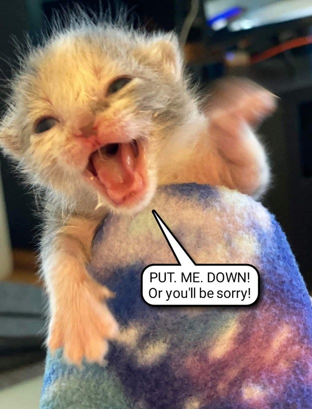 I hassa tiny angry! - Lolcats - lol | cat memes | funny cats | funny ...