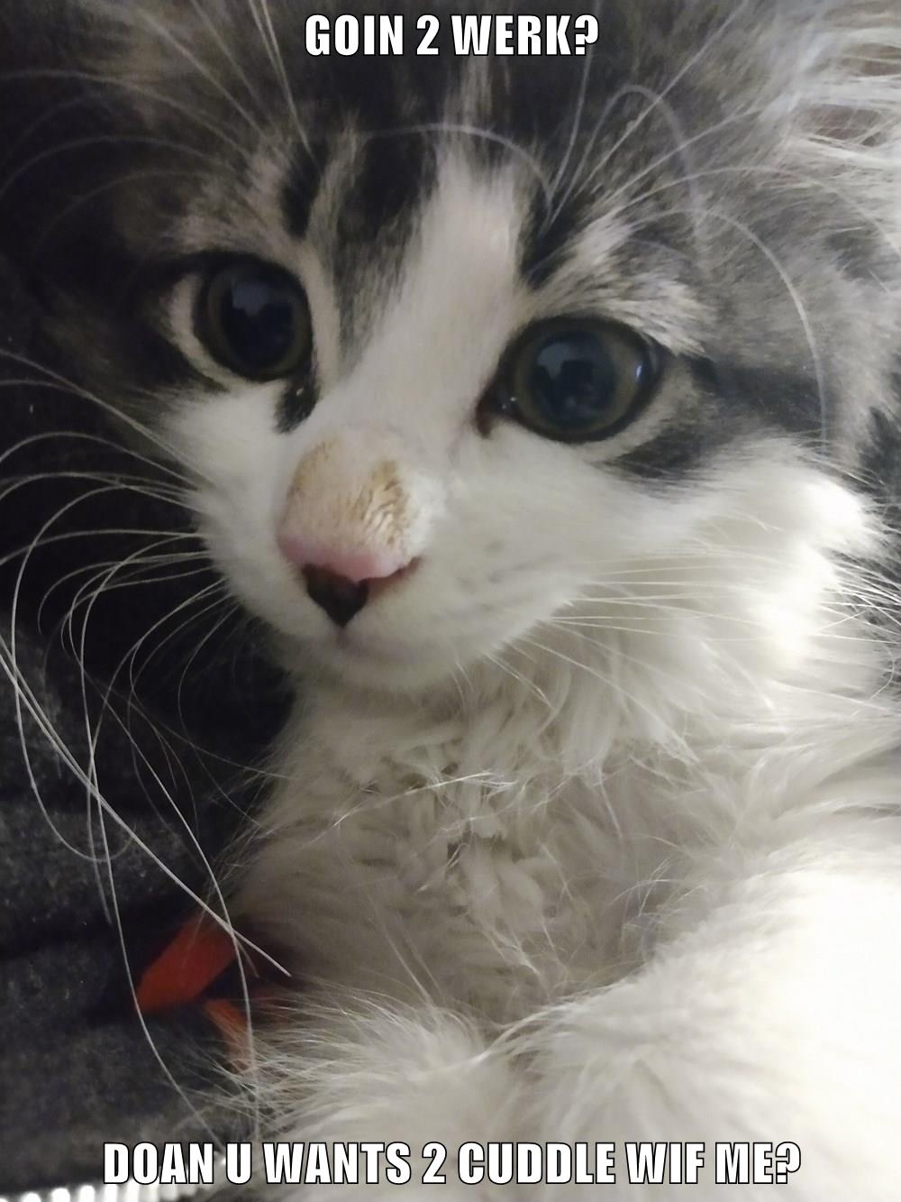 GOIN 2 WERK? - Lolcats - lol | cat memes | funny cats | funny cat ...