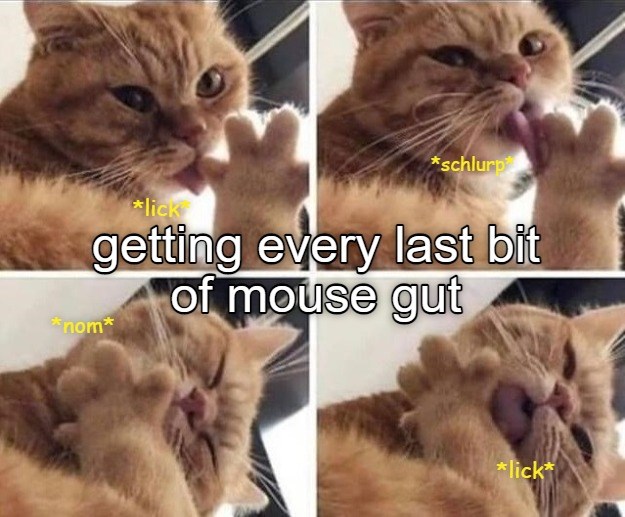 Every last bit - Lolcats - lol | cat memes | funny cats | funny cat ...