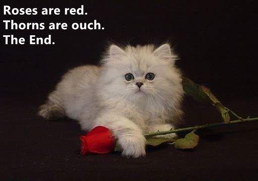 The End. - Lolcats - lol | cat memes | funny cats | funny cat pictures ...