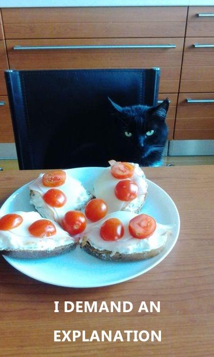 I DEMAND AN EXPLANATION - Lolcats - lol | cat memes | funny cats ...