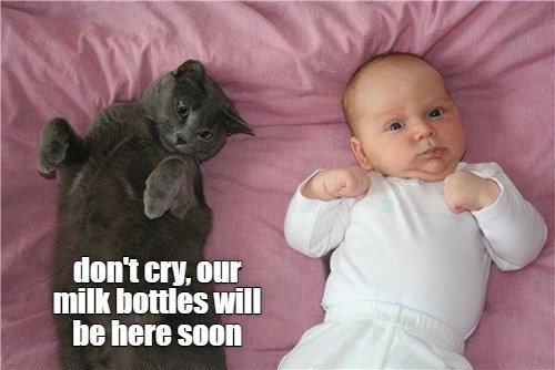 we hongry - I Can Has Cheezburger?