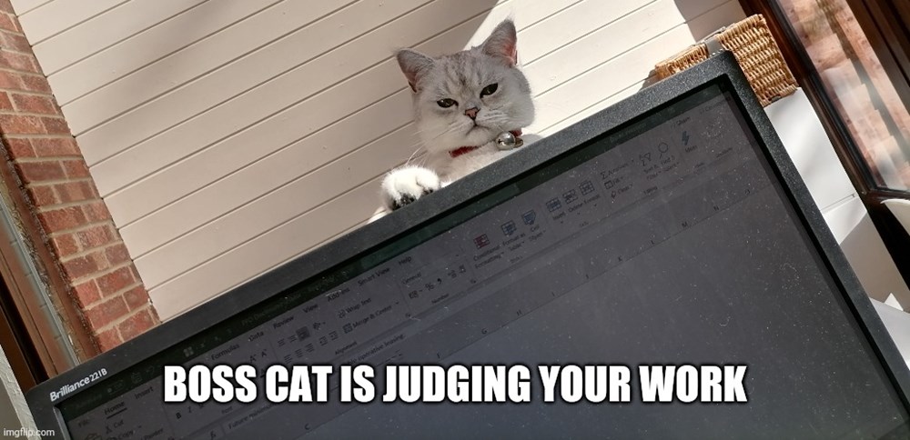 Boss cat - Lolcats - lol | cat memes | funny cats | funny cat pictures ...