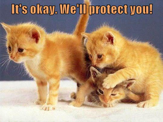 It's okay. We'll protect you! - Lolcats - lol | cat memes | funny cats ...