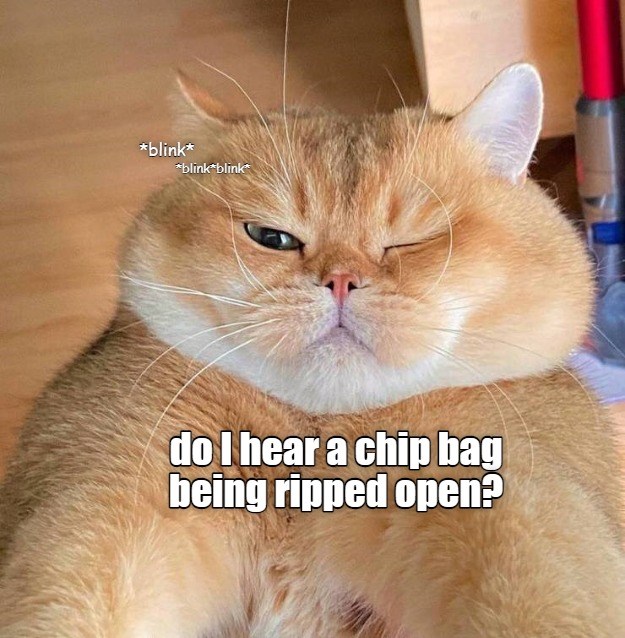 Do I hear a chip bag being ripped open? - Lolcats - lol | cat memes ...