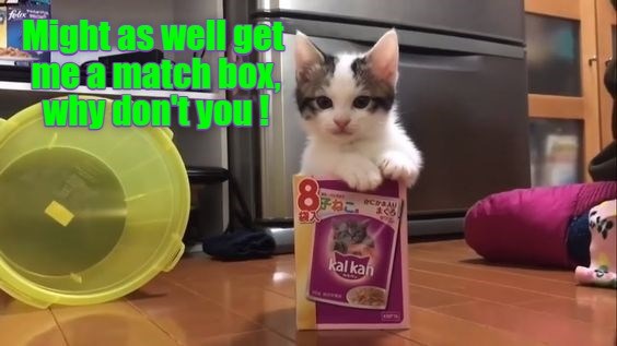 Almost the smallest box ever ! - Lolcats - lol | cat memes | funny cats ...