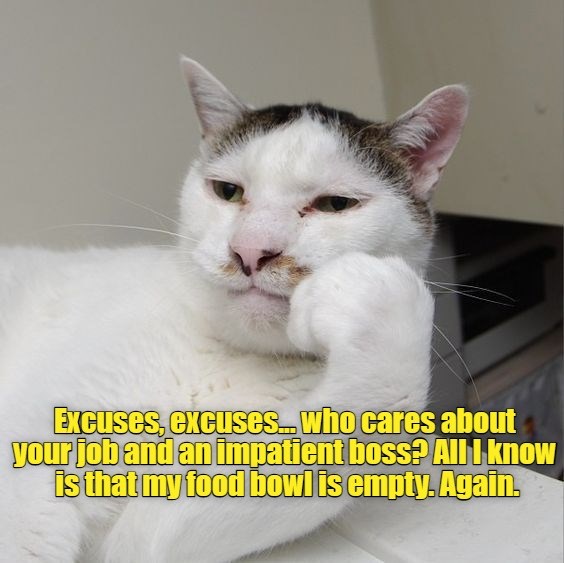 Excuses, excuses... - Lolcats - lol | cat memes | funny cats | funny ...