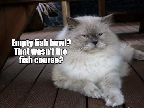 Empty fish bowl? - Lolcats - lol | cat memes | funny cats | funny cat ...