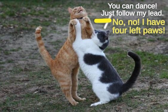 You can dance, you can dance... - Lolcats - lol | cat memes | funny ...